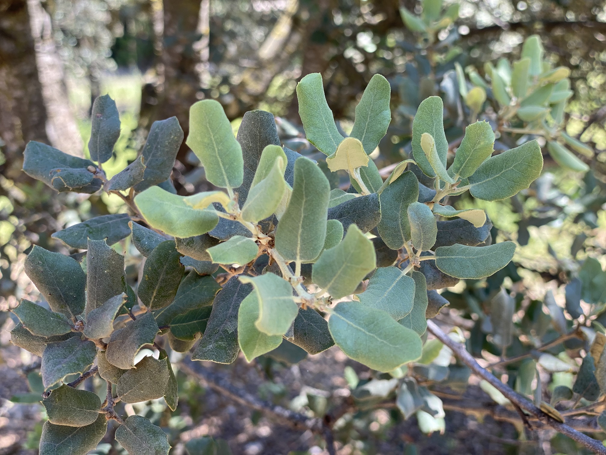 El CITA inicia un nuevo proyecto que busca explorar la resistencia de ...